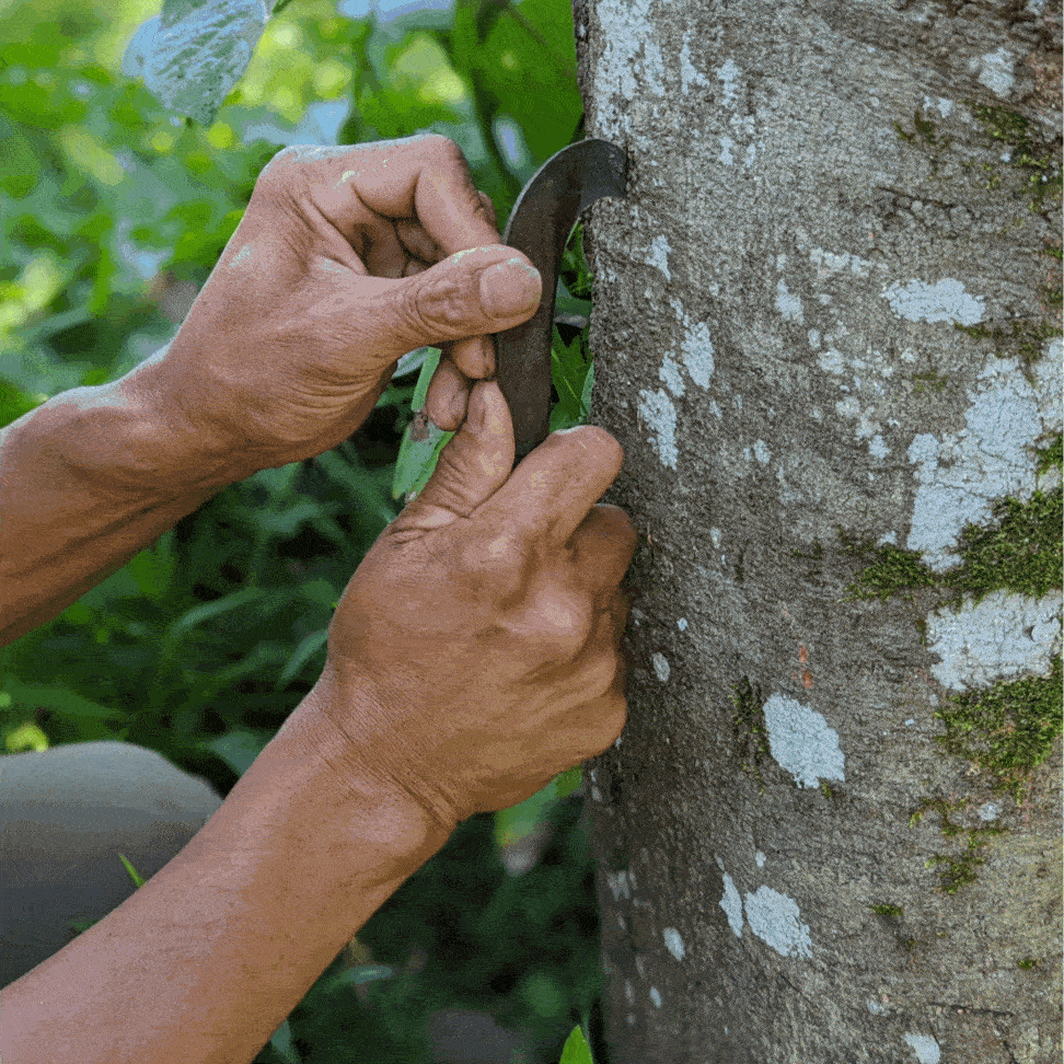 Guess What: Your Favorite Spice Is Tree Bark 😅 - Burlap & Barrel